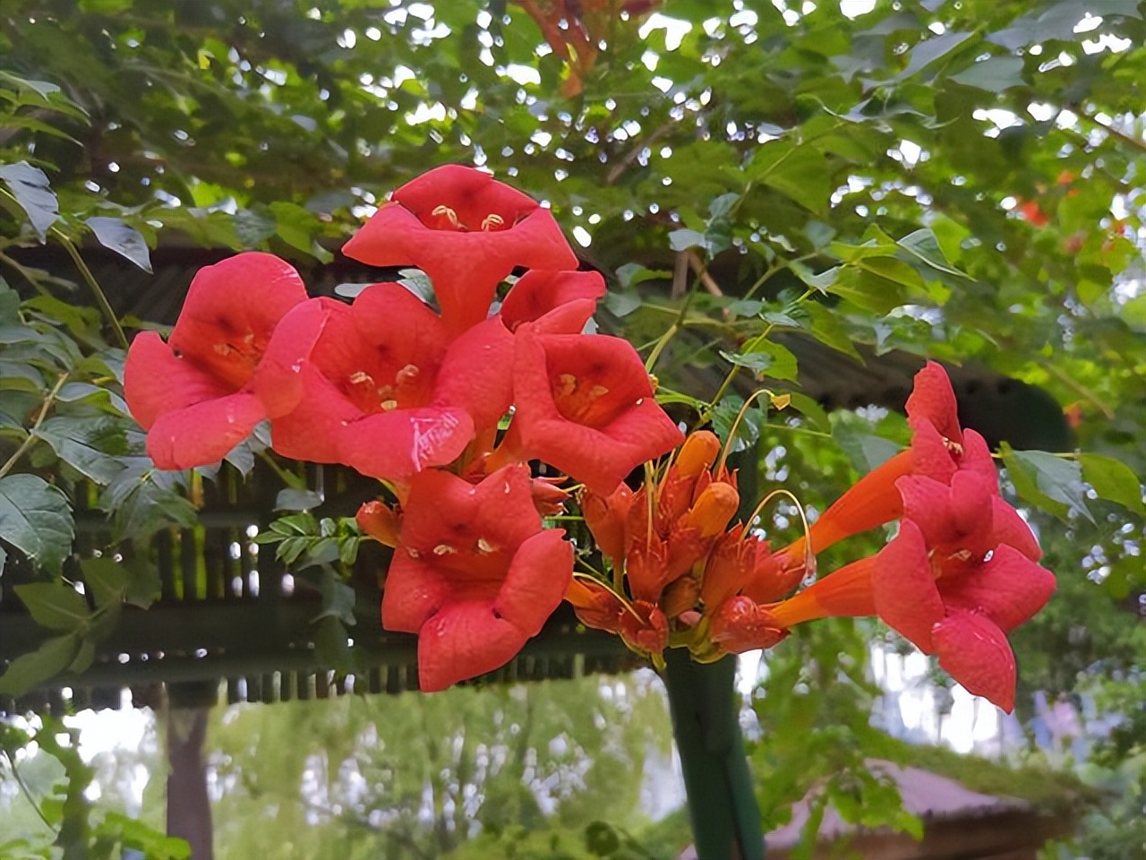 There is a yard at home, do not plant 8 kinds of "rogue flowers", they ...