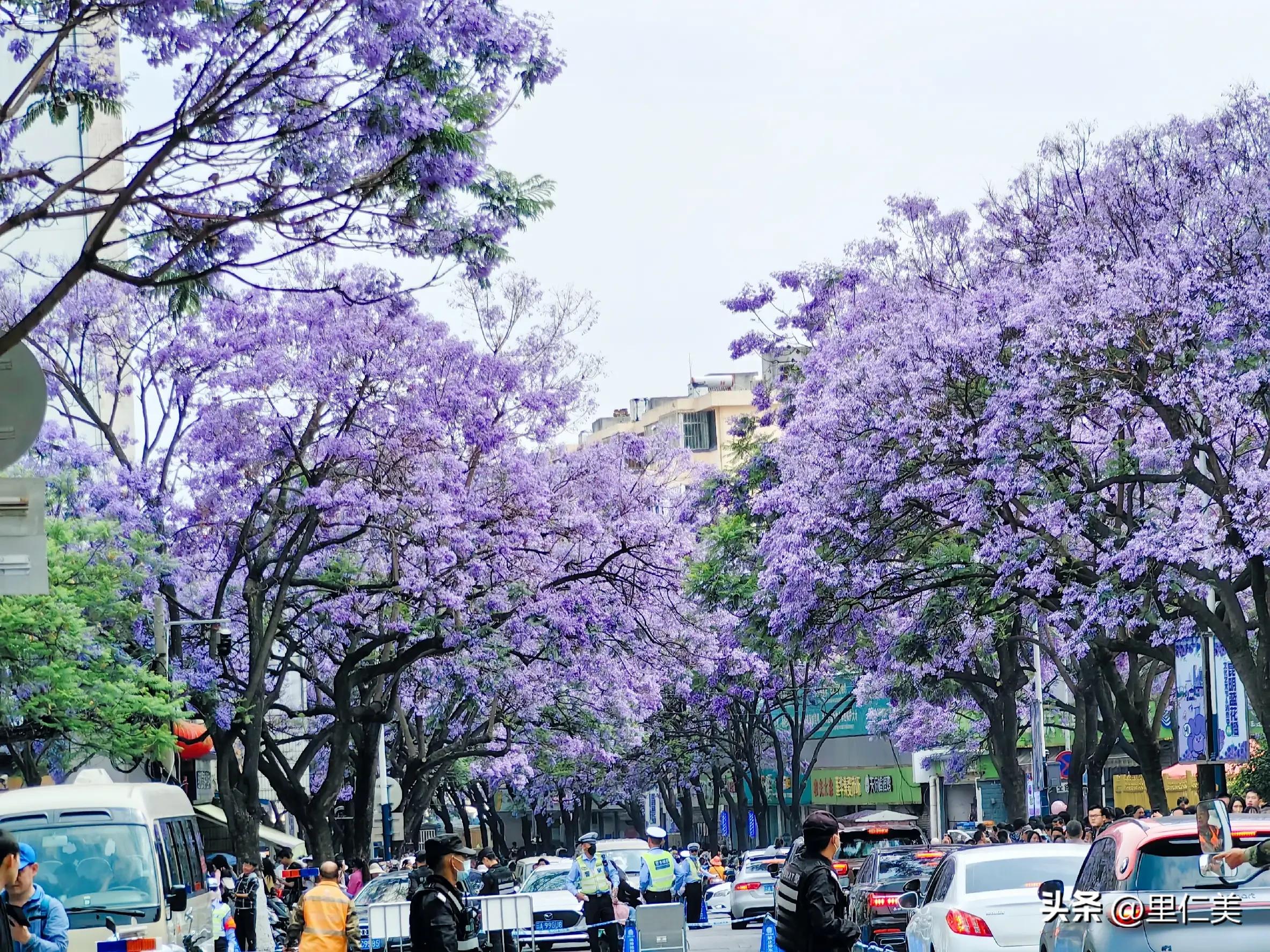 Check out Jacaranda in Jiaochang Middle Road - iNEWS