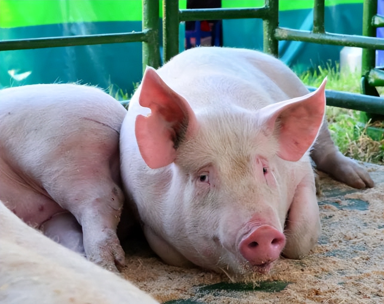 China's high cancer incidence is due to eating too much pork?Reminder ...