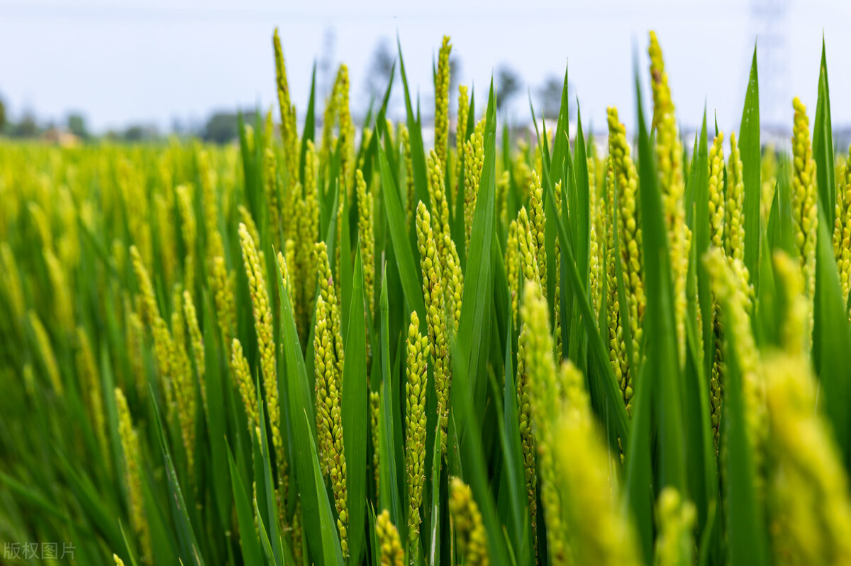 Top 10 rice producing countries in the world - iMedia