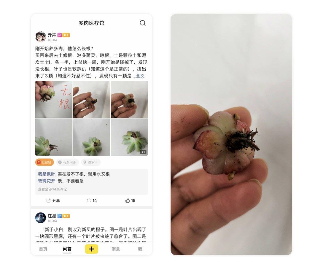 How to care for the fleshy and hairy roots in the potting period?little ...