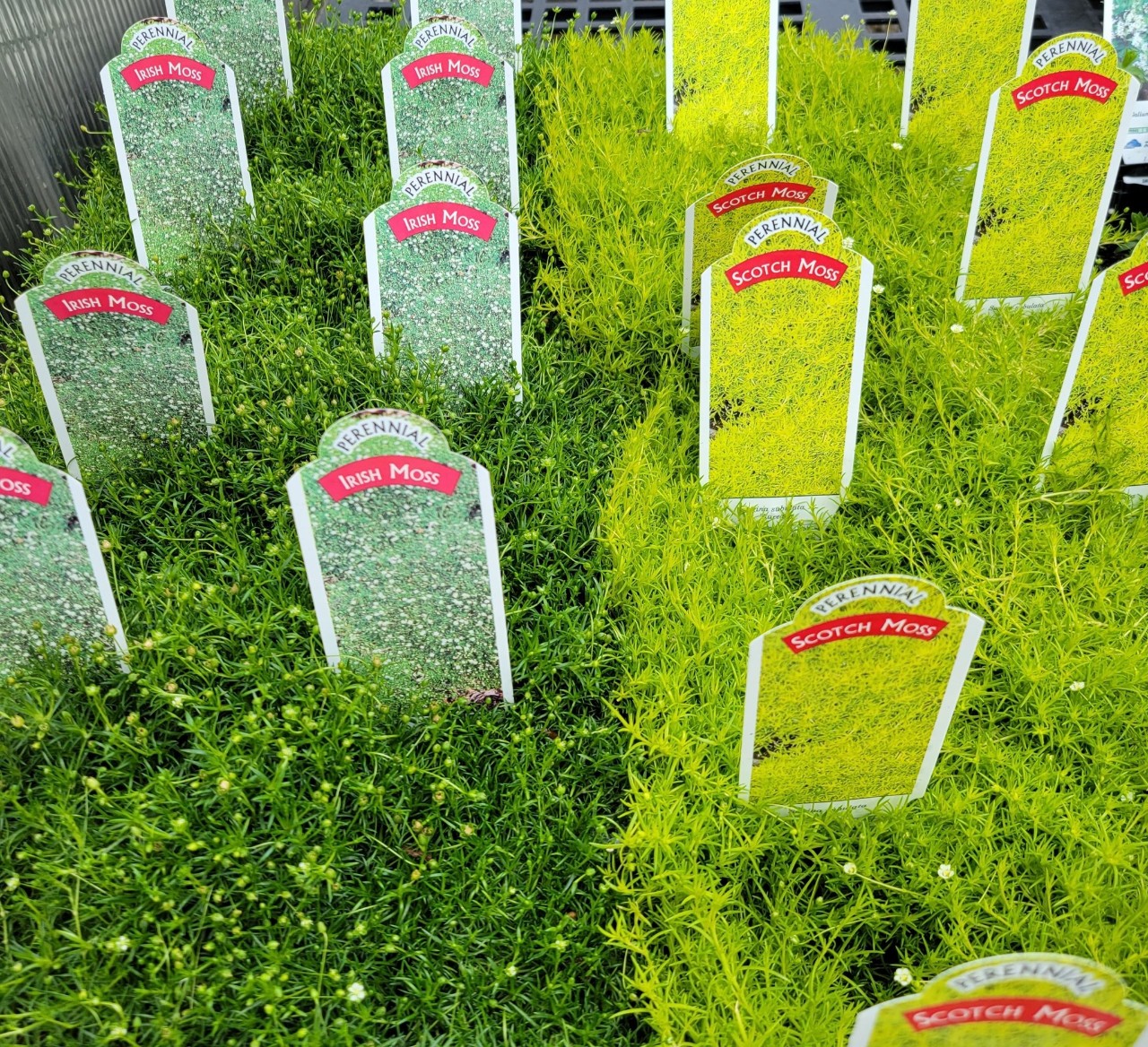 Irish moss is a near-perfect ground cover, extremely hardy and easy to ...