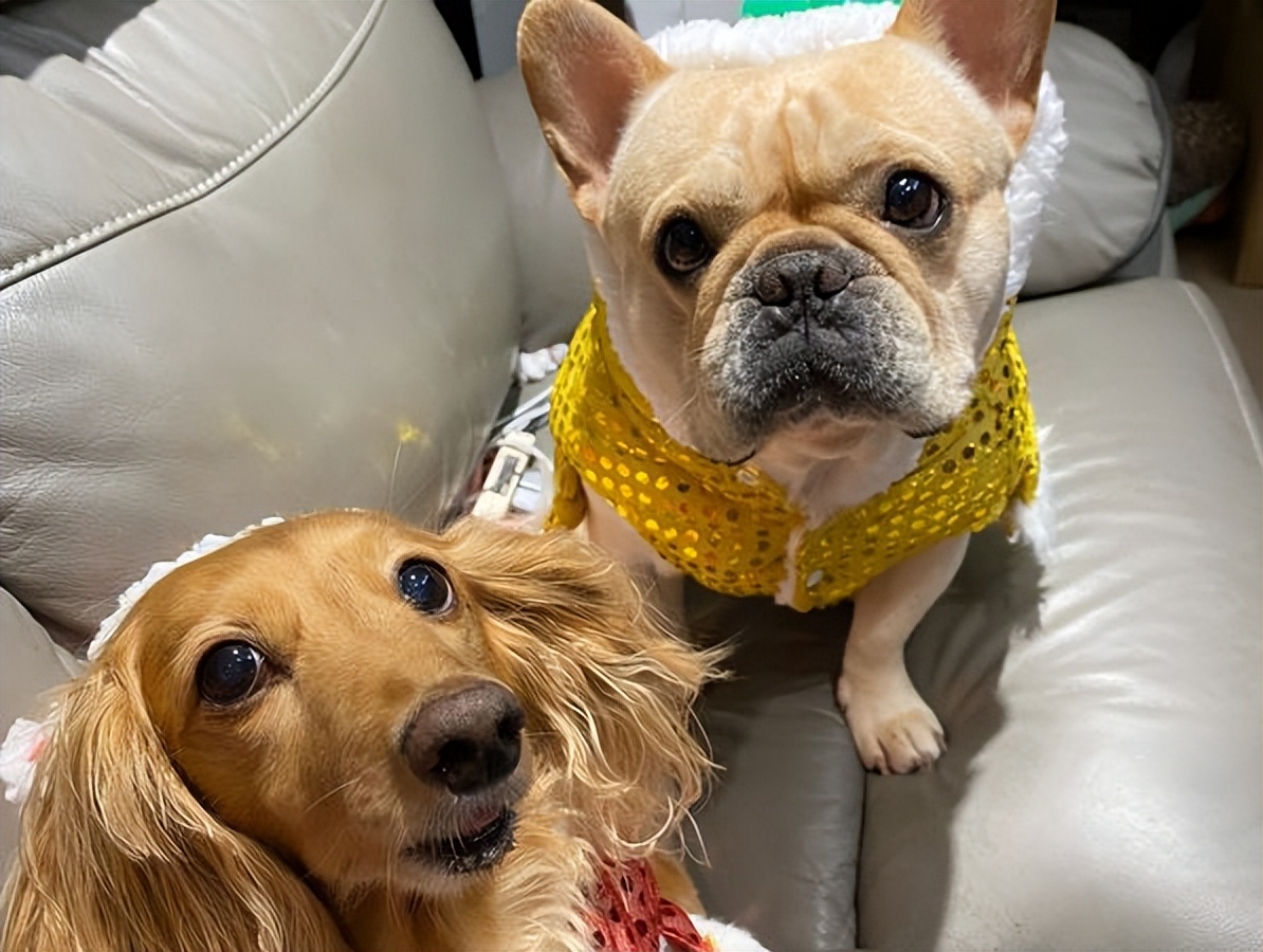 Ex-husband accuses Britney Zhang Keyun of dog abuse "split from throat ...