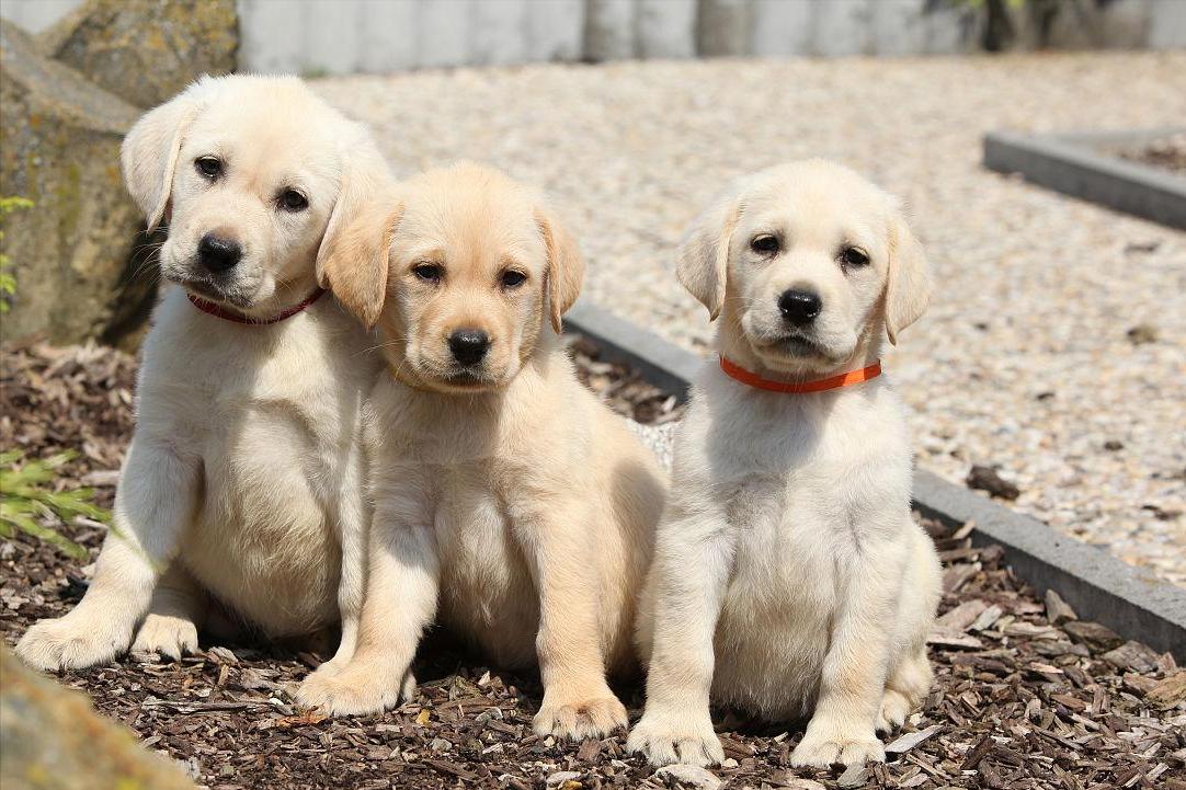 4 Tips for Picking a Labrador Retriever to Teach You to Pick a "Healthy ...