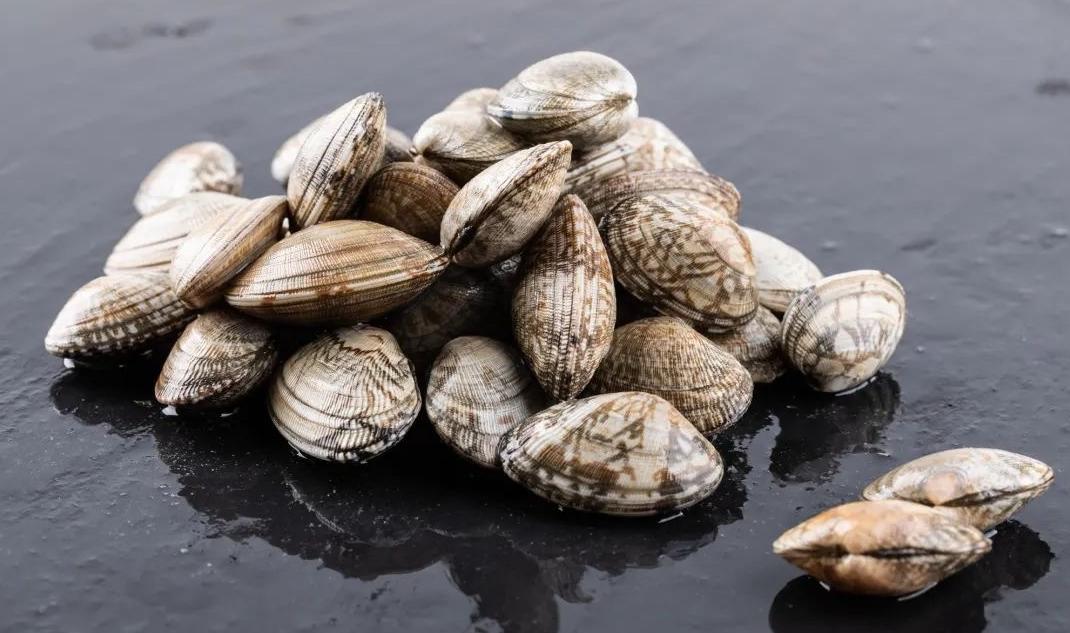 The amazing vitality of clams: How do they survive without water? - iNEWS