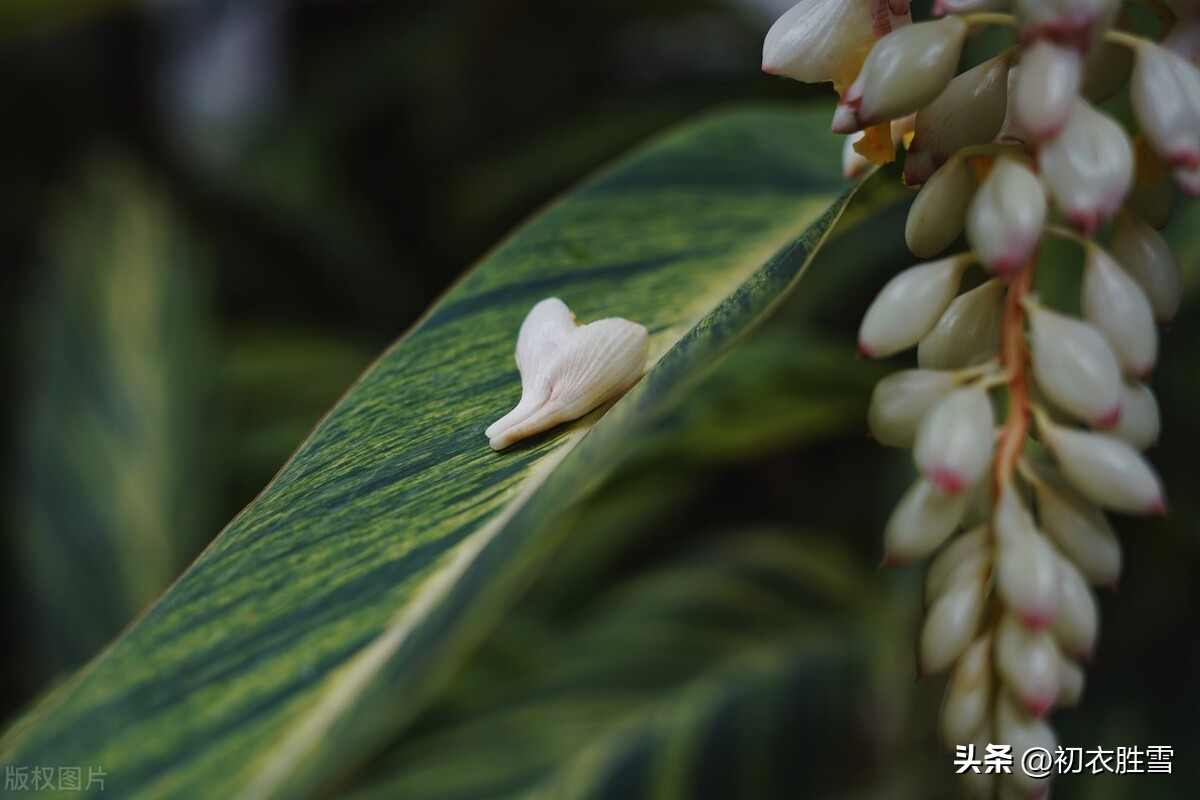 Six Poems of Pure Cardamom Flowers: At the beginning of February ...