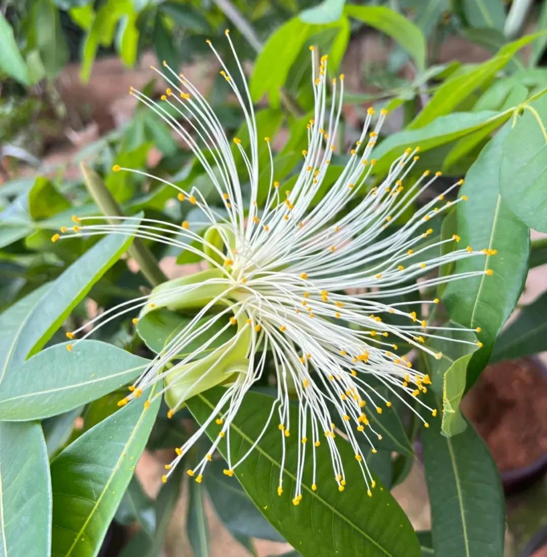 The 4 kinds of flowers do not bloom easily. Once they bloom, it is a ...