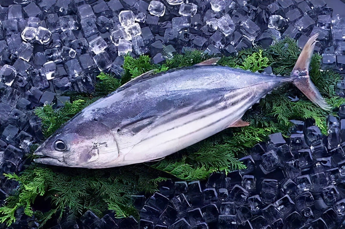 How hard can bonito be?With the Guinness certification, the knives are ...