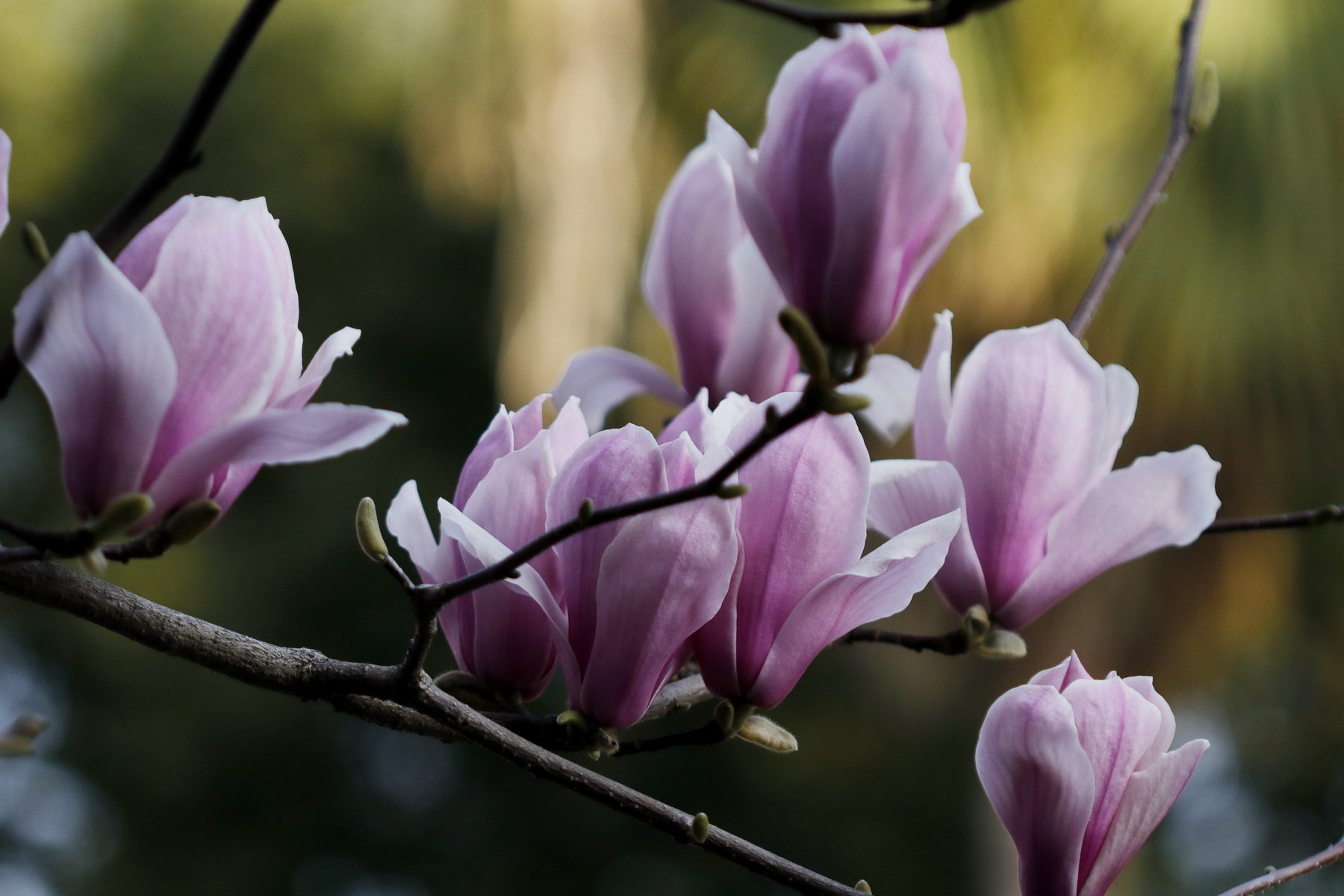 Sympathy: Lu Meng's Rescue of Yu Fan - iNEWS