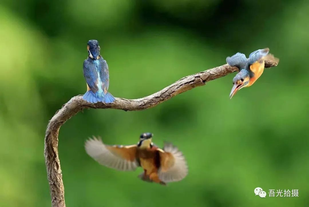 Xiaocui playing - iMedia