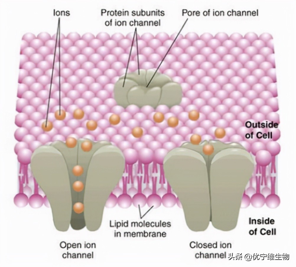 How ion channel proteins do WB well - iNEWS