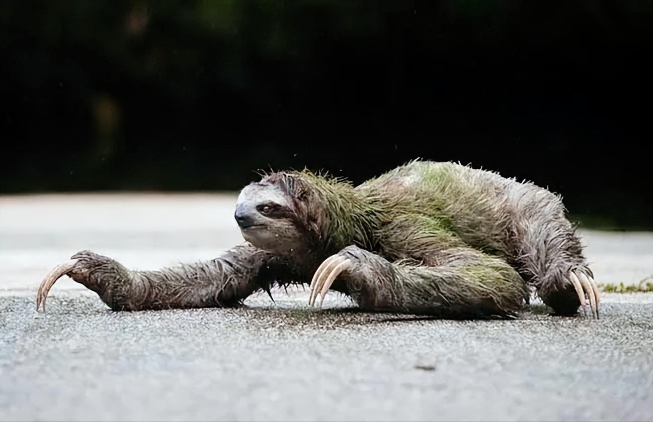 How lazy are sloths?Even if you are bitten by the prey, you are too ...
