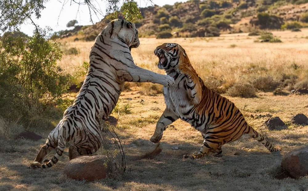 Why do male tigers and female tigers fight briefly after mating?why is ...