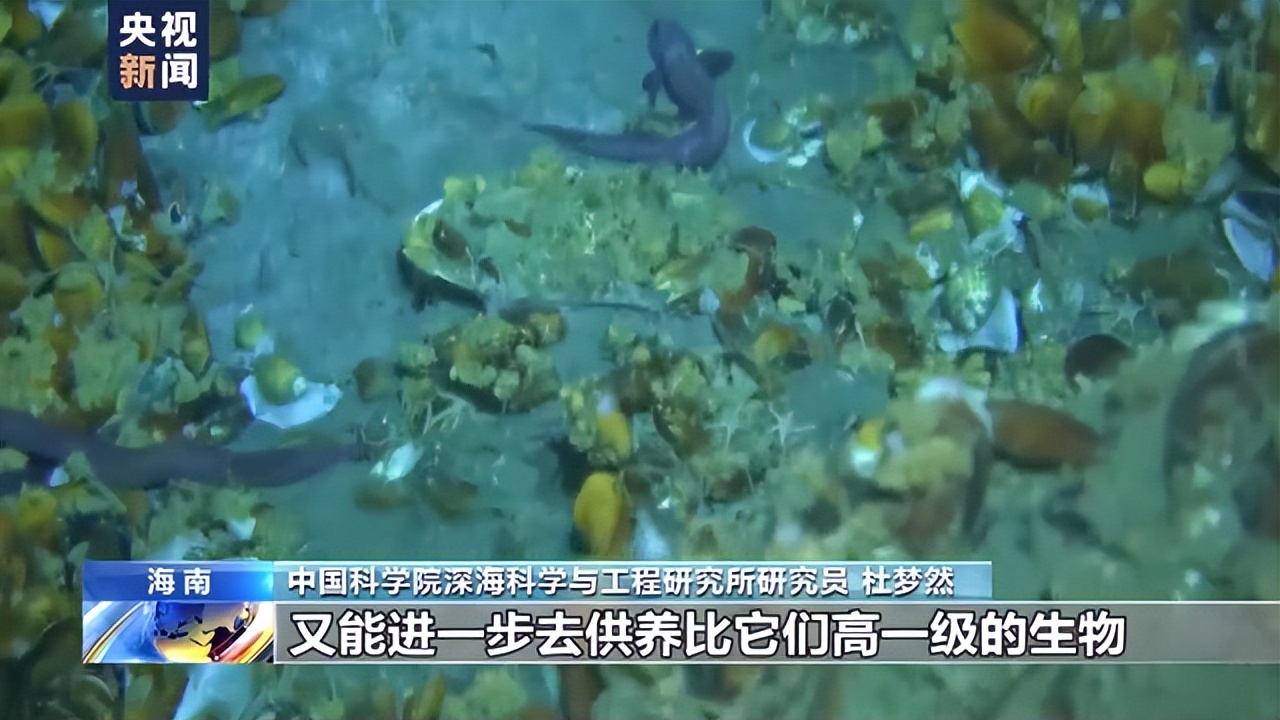 What new discoveries have the "Deep Sea Warrior" explored in the deep ...