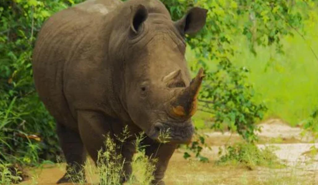 The Artistic Beauty of Animals: Exploring the Aesthetic Representations ...