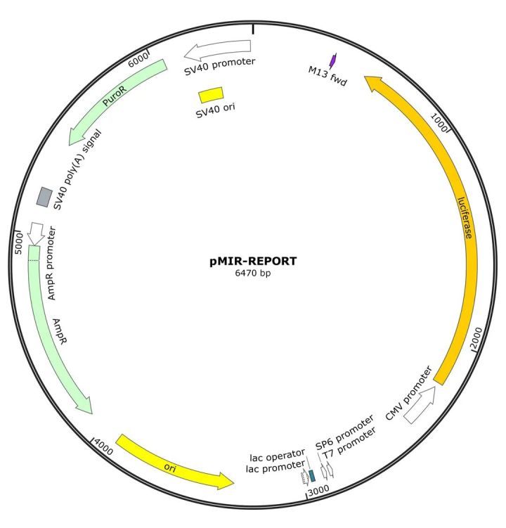 Detailed explanation of dual-luciferase reporter gene experimental ...