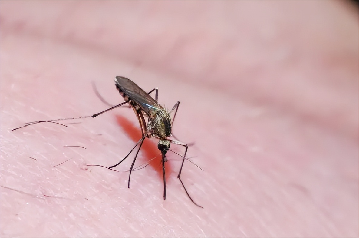 There are 3 kinds of insects that bite blood and suck blood harder than ...