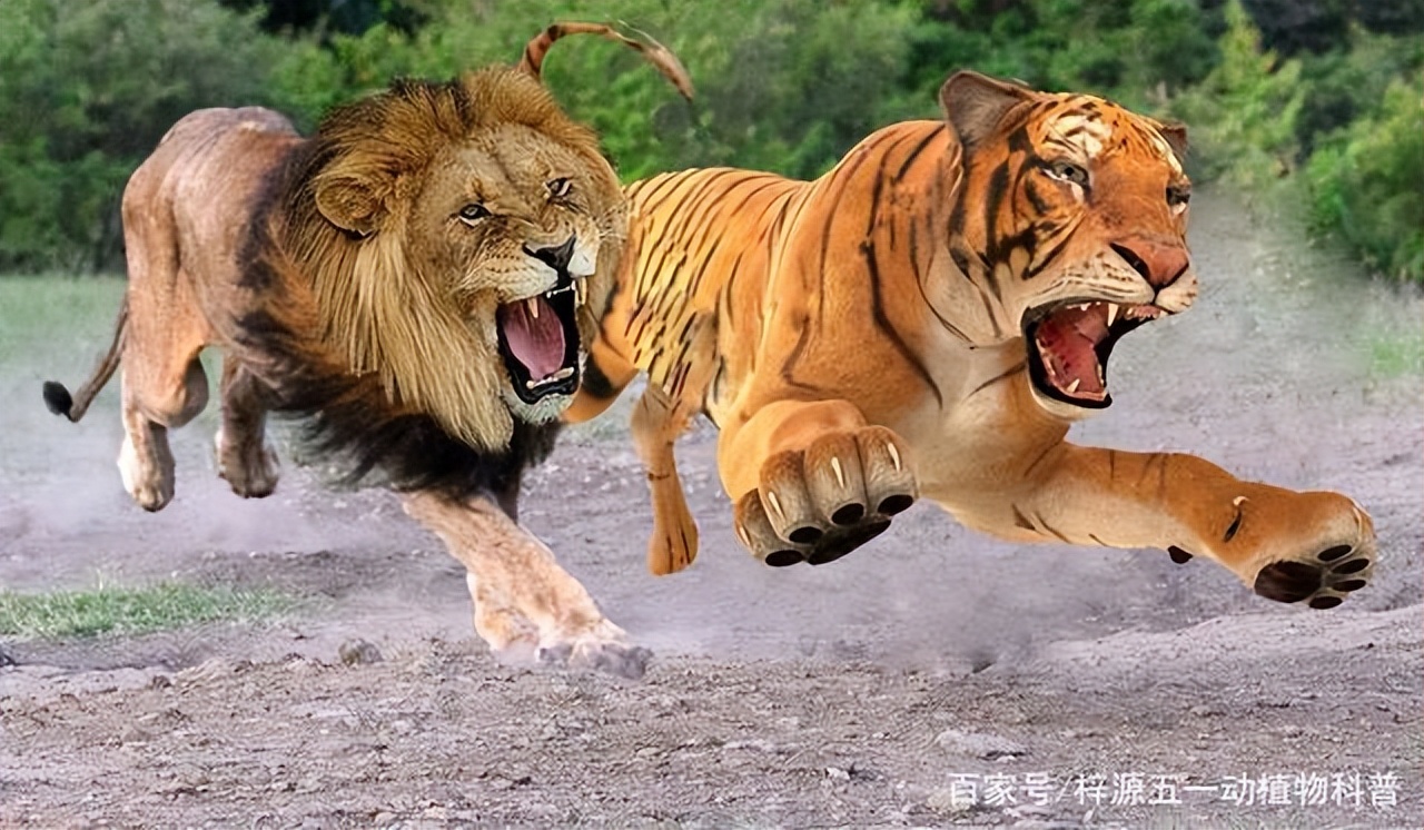 In the duel between the Siberian tiger and the African lion, who is ...