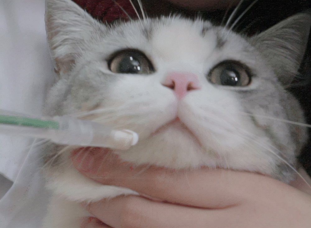 How to improve cat immunity - iNEWS