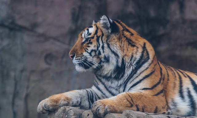 south china tiger - iNEWS