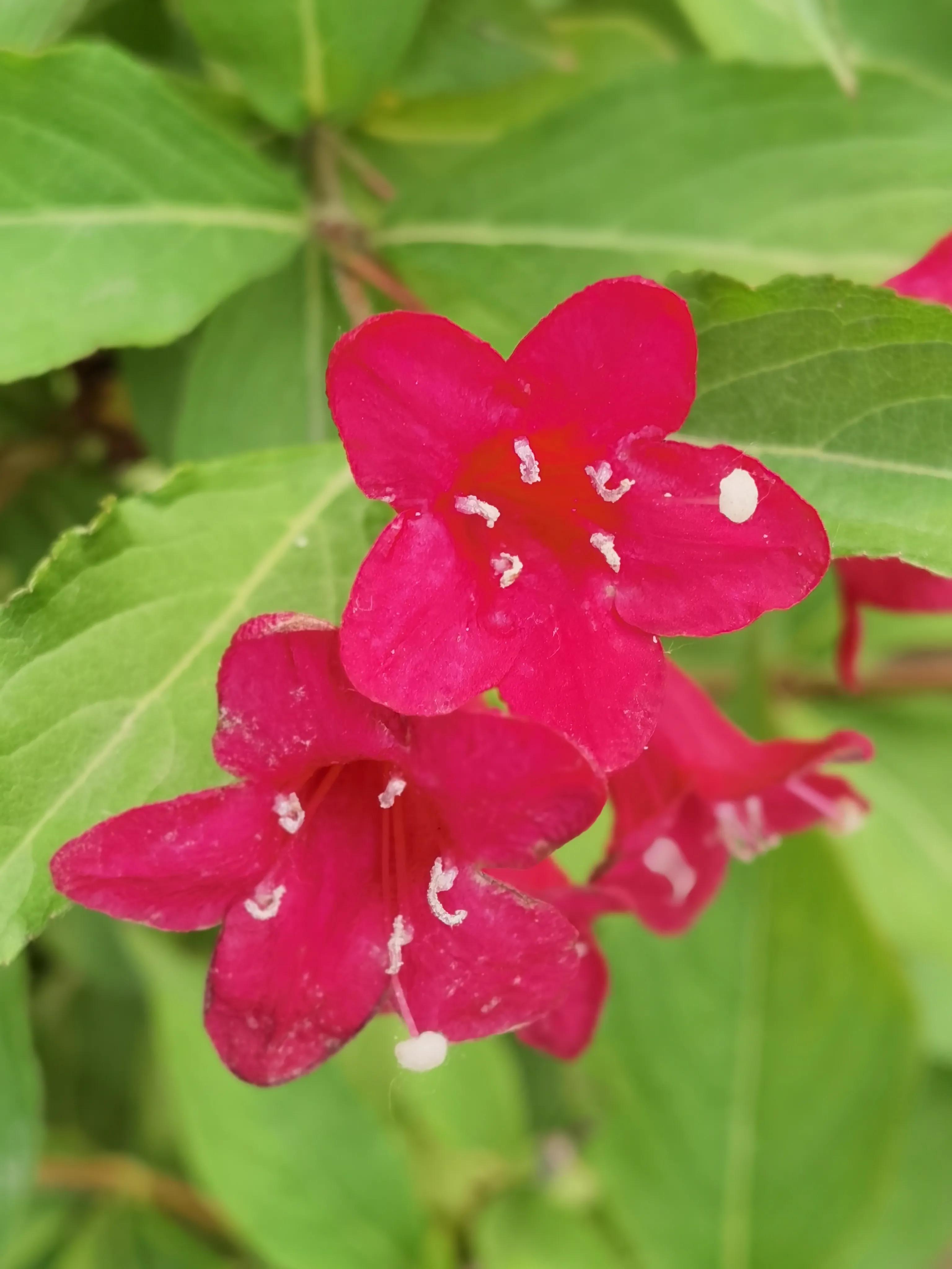 graceful brocade flower - iNEWS