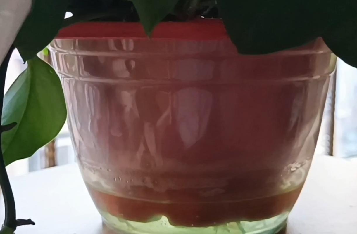 Maintenance methods and precautions of self-priming potted pothos - iNEWS