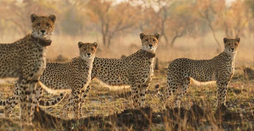 Analysis of the Plot Structure of "Leopard" - iMedia