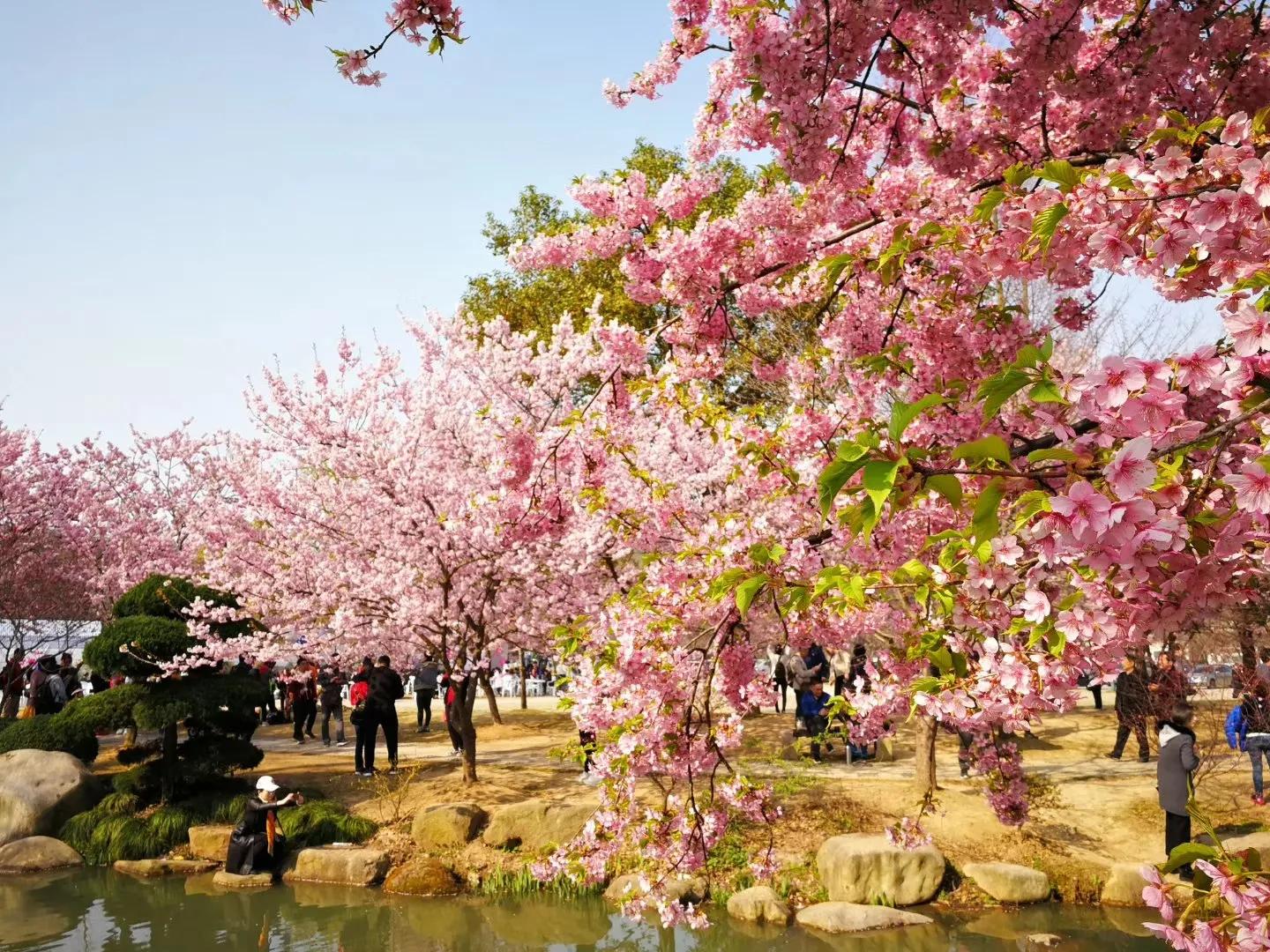Sakura Valley - iNEWS