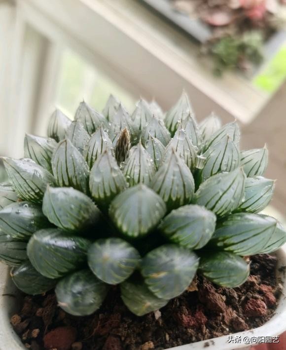 The jade dew you raise is flat and small, but the jade dew raised by ...