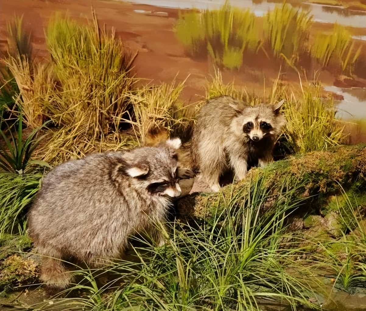 The collection of bumping animals, in fact, we are different! - iMedia