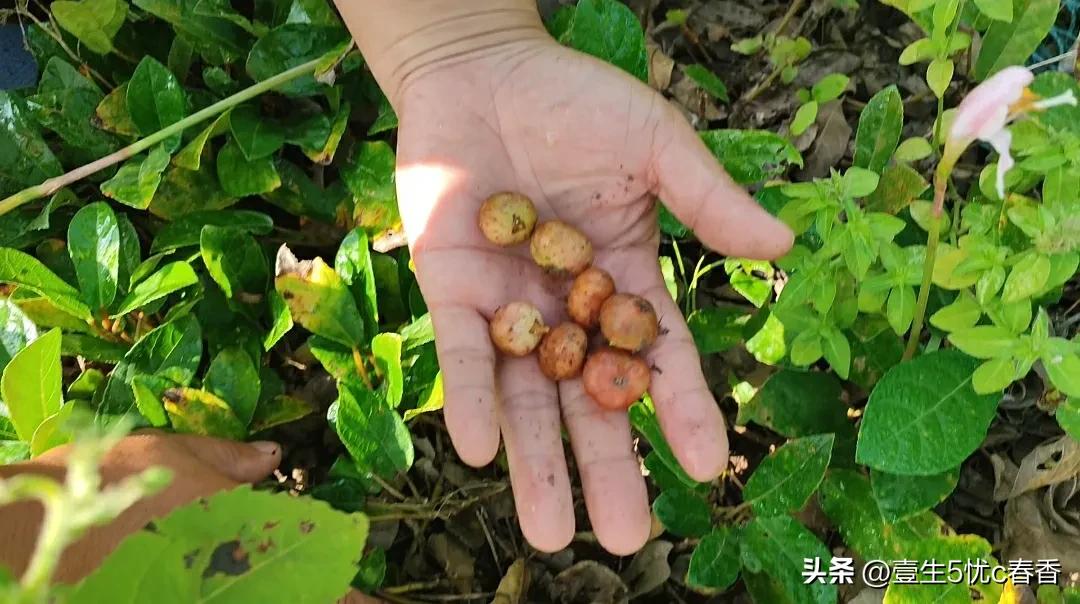 The delicacy of childhood, the wild sweet potato in the countryside ...