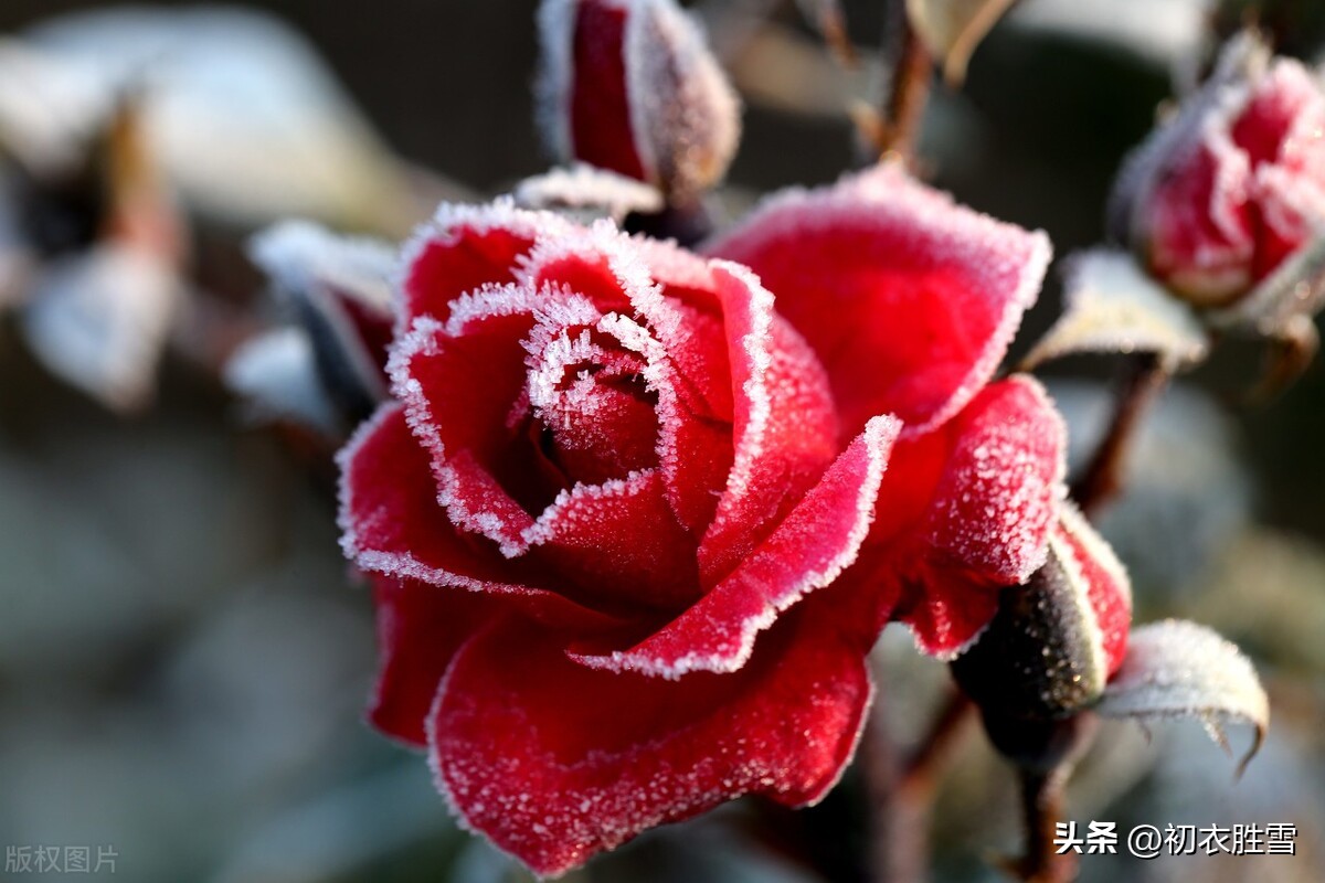 Five Poems of Winter Snow Rose: Facing the Flowers Like Sitting on the ...