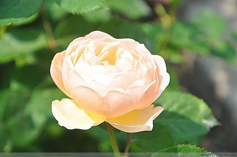 Pink and lovely shepherdess rose - iNEWS