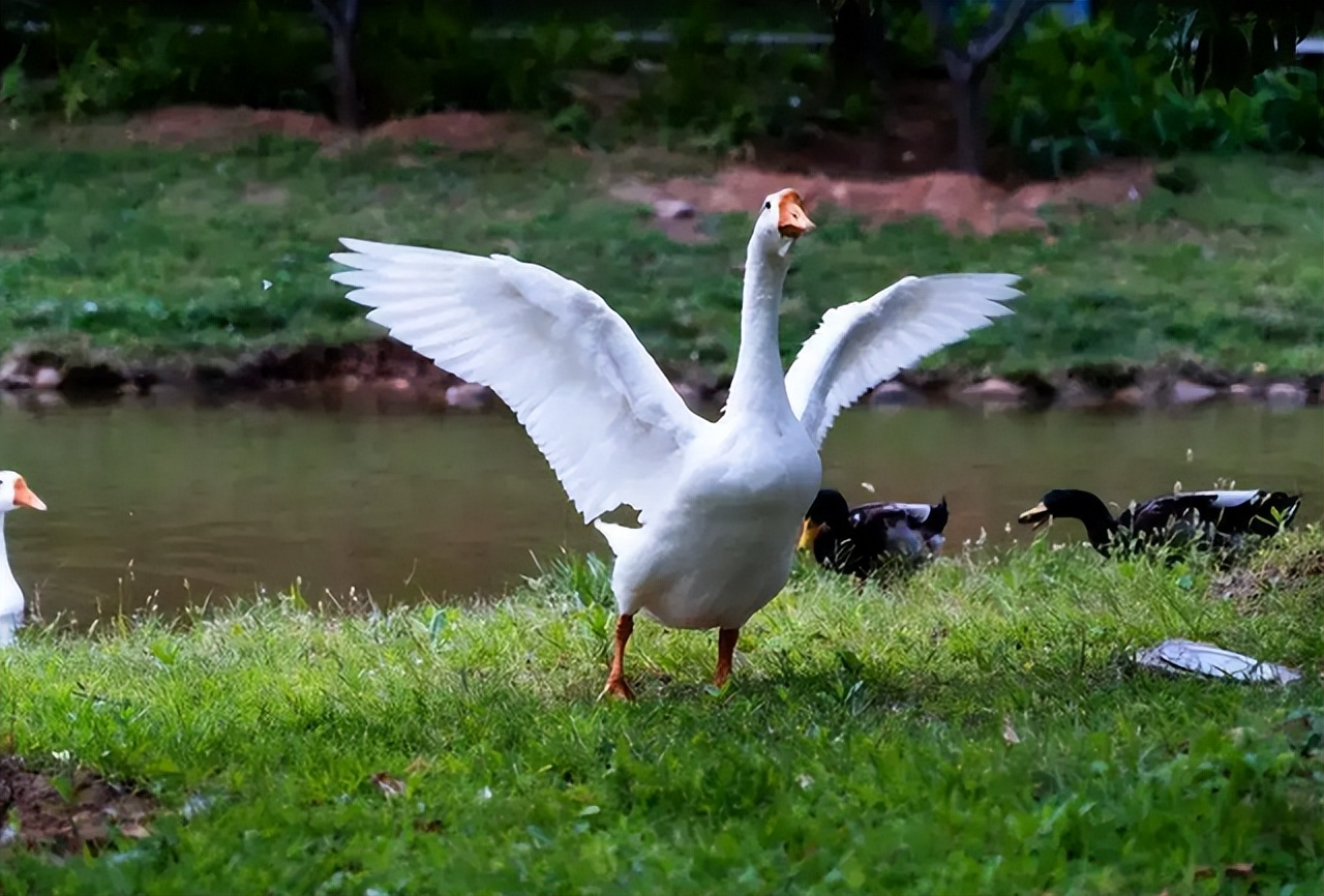 Why are animals afraid of geese?Where there are geese, no snakes?It ...