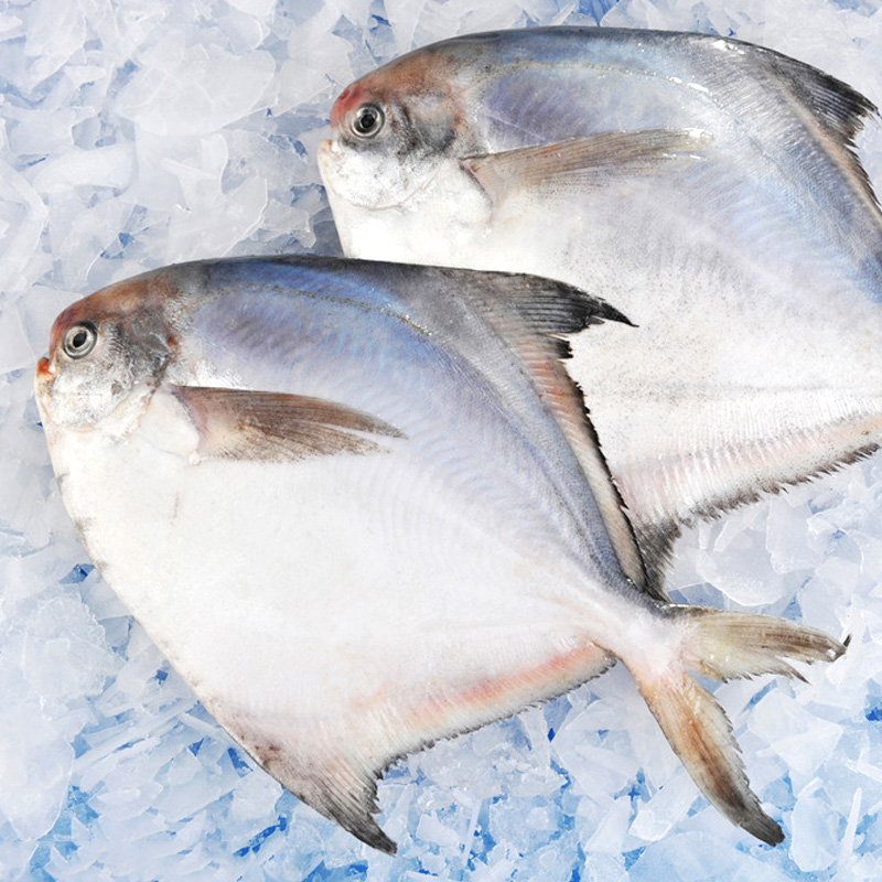 What is the difference between sea pomfret and river pomfret?Which ...