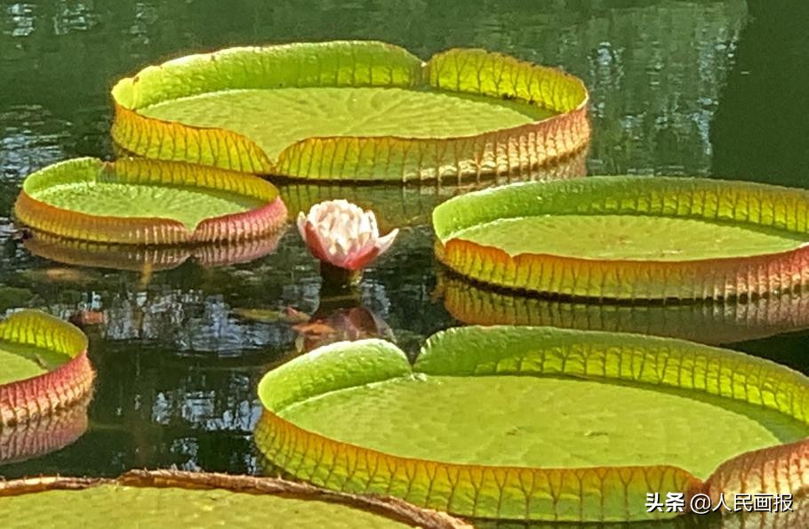 It's fun!Go to the National Botanical Garden and admire the giant king ...