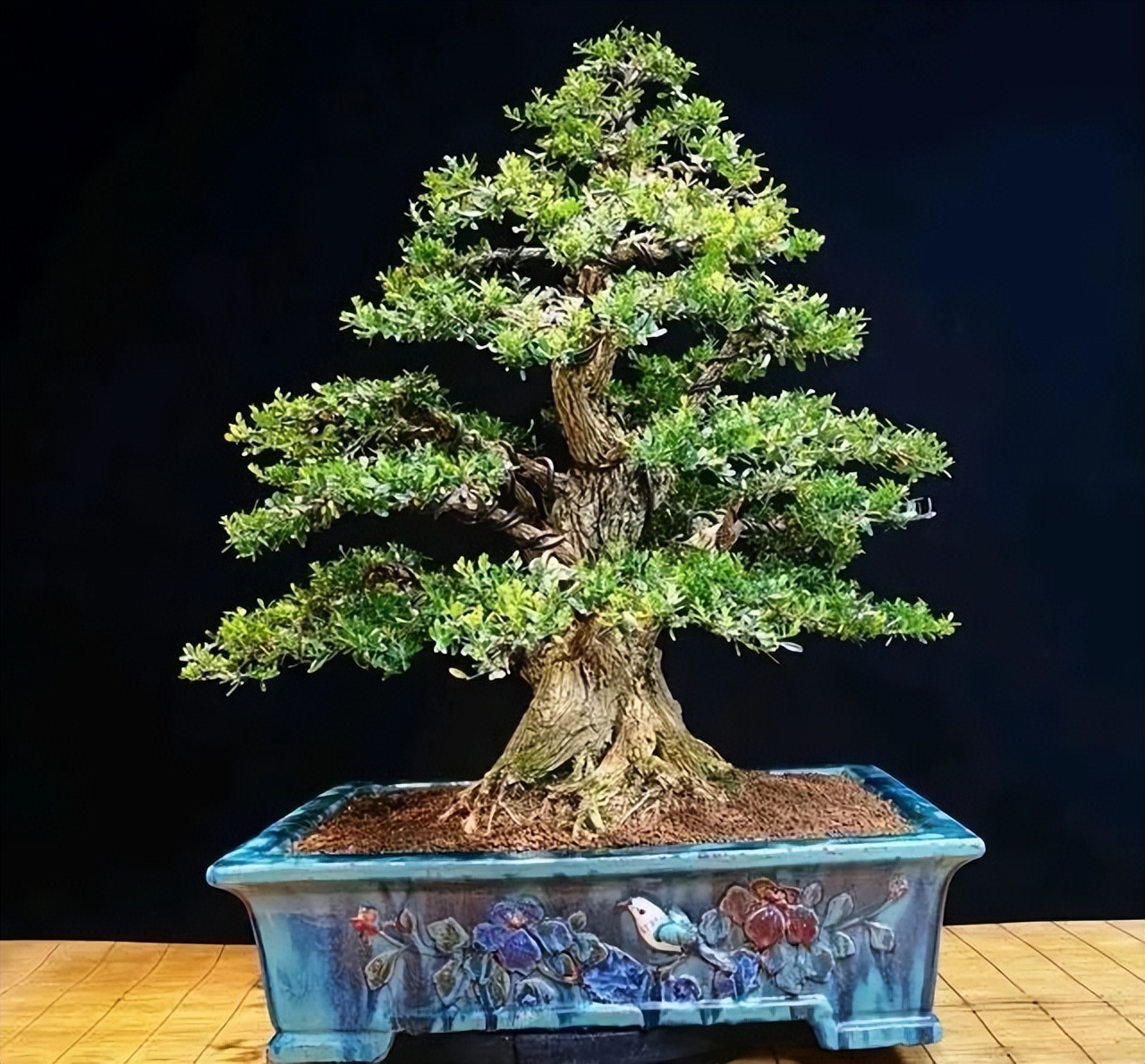 When playing bonsai, lift the roots up to play with taste - iNEWS