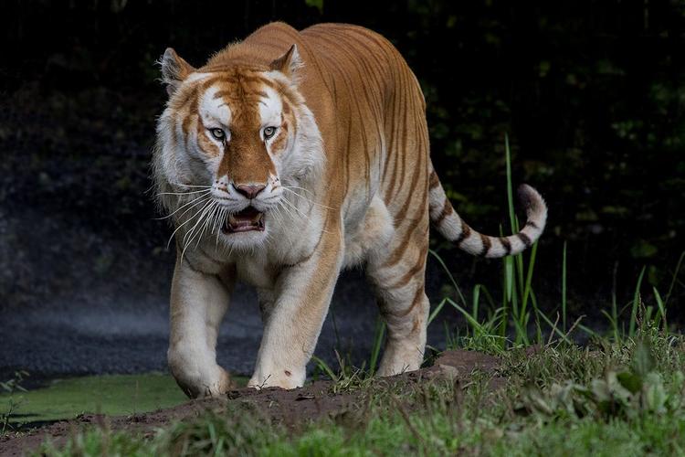 Gene expression and evolutionary history of the Bengal tiger - iNEWS