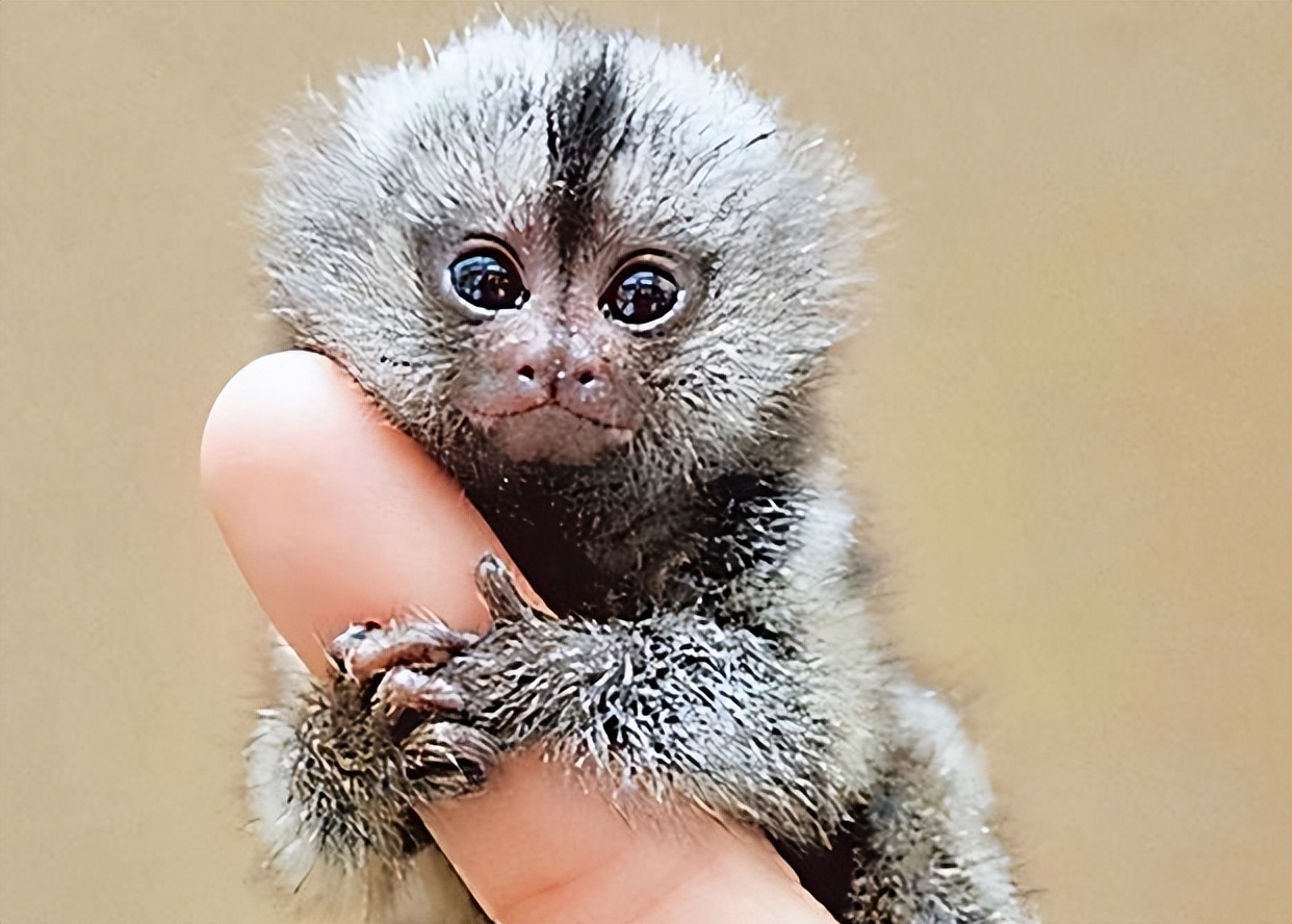 Small body, big world: the ecology and behavior of pygmy marmosets - iNEWS