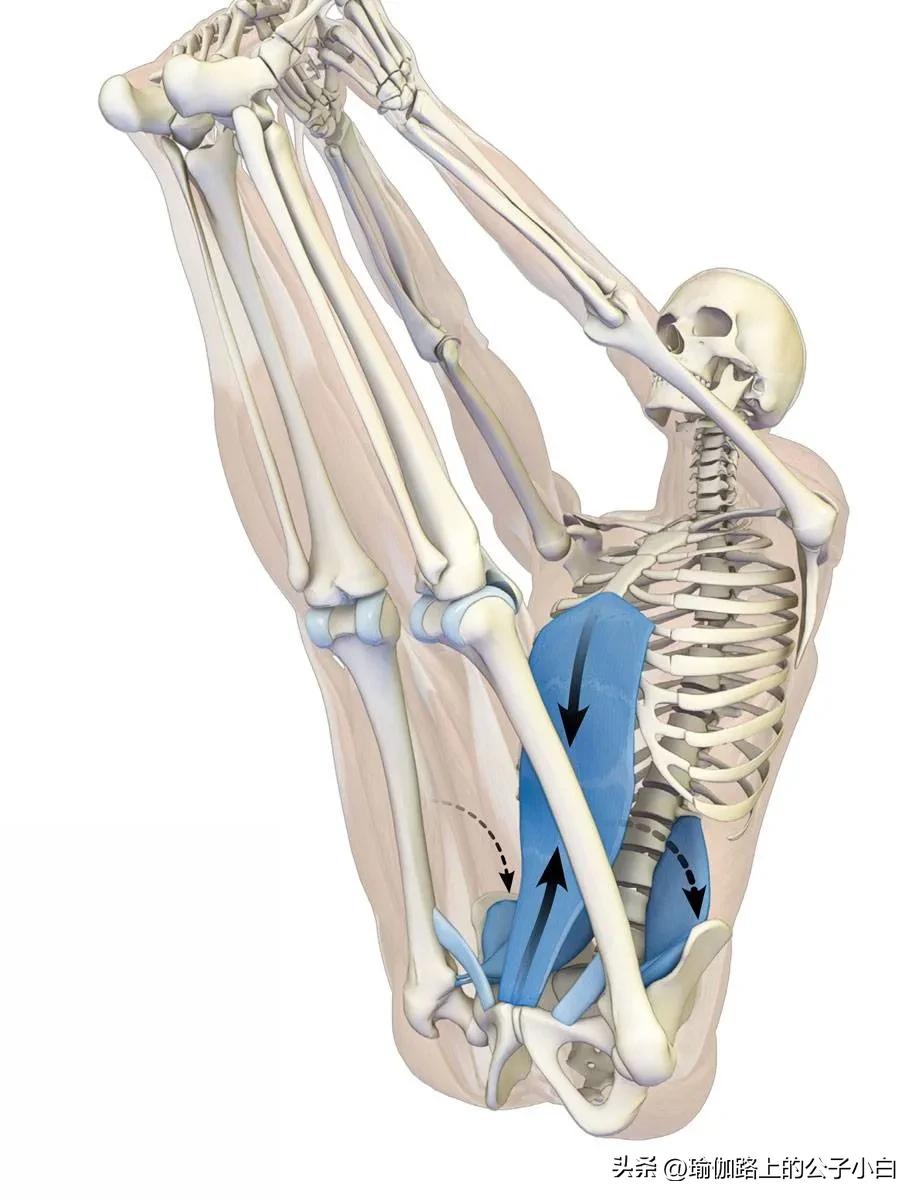 Yoga anatomy - hands on toes and legs up - iNEWS