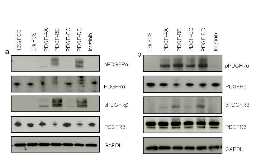 Application of the protein isoaspartate methyltransferase in the ...