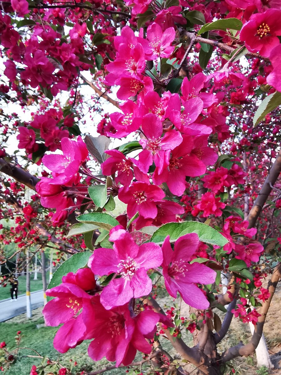 The enthusiastic ruby begonia flower has a colorful scene of its own ...