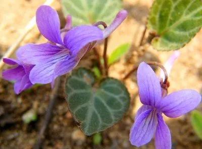 Viola variegata, small perennial herb - iMedia