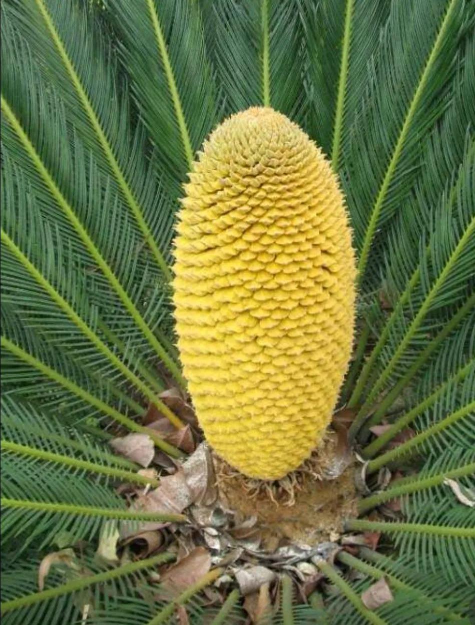 Wang Zhongchun's Art Talk (26) Important Features of "Personification ...