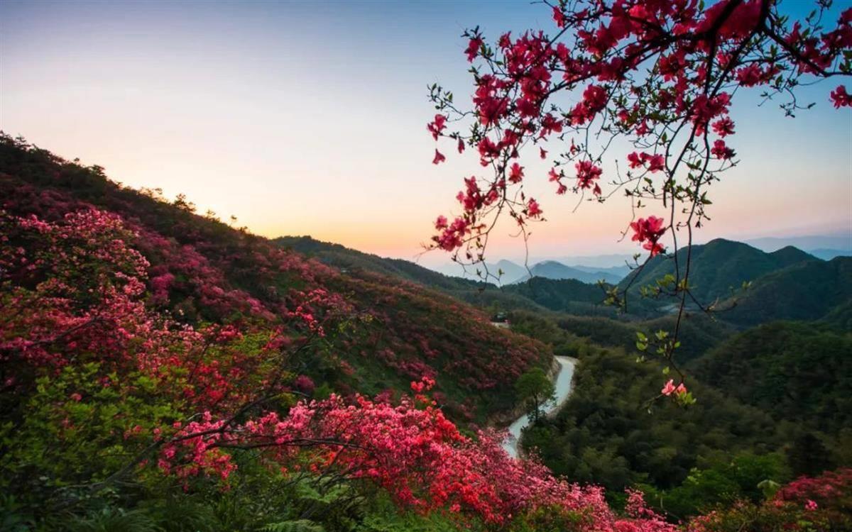 Spring in Xianning: Lost in the sea of flowers, fun travel in four ...