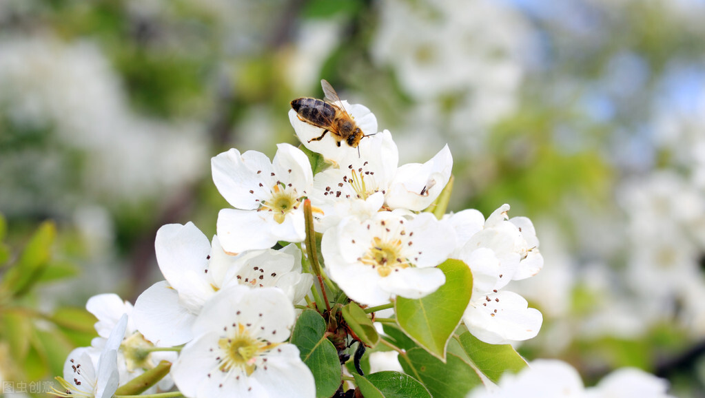 Six classic pear blossom poems in late spring in March: the pear ...