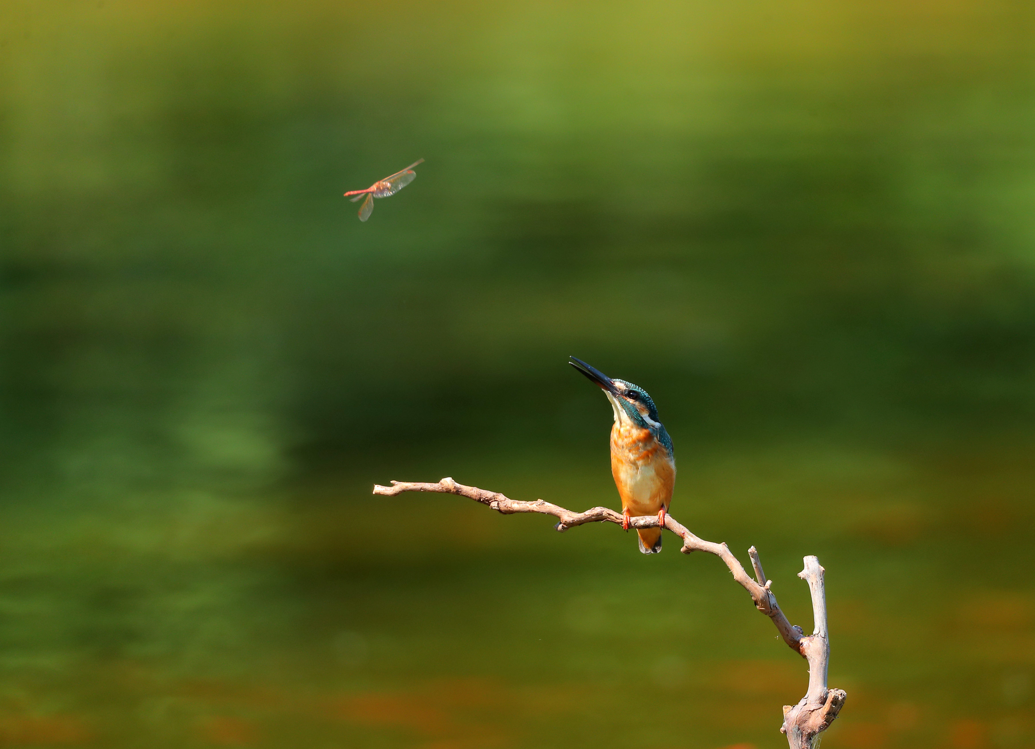 Cute little kingfisher---Li Jinping Photography - iNEWS