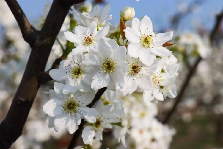 Appreciation of Spring Famous Poems and Poems (4) - iNEWS