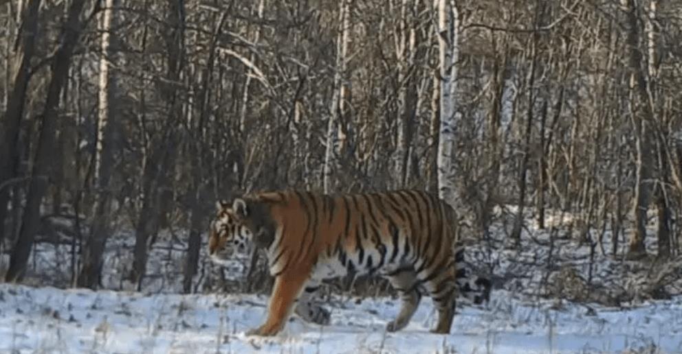 The tiger is out again! A Siberian tiger tore off two hind legs of a ...
