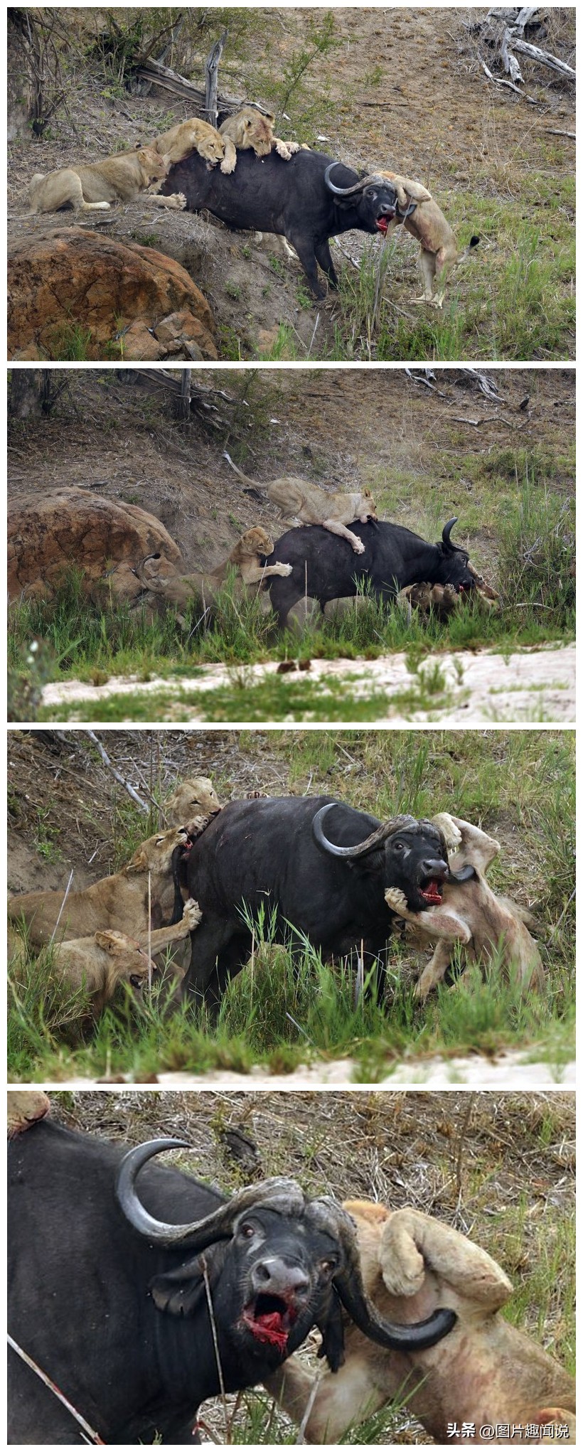 A rare set of photos showing the ruthlessness of the law of the jungle ...
